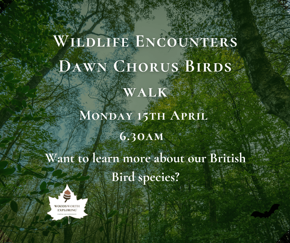 Wildlife Walks - Dawn Chorus - Woodsworth Exploring